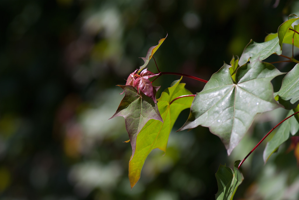 Lens Love #4 – Carl Zeiss Jena DDR Sonnar 135mm f/3.5 M42 – 35hunter