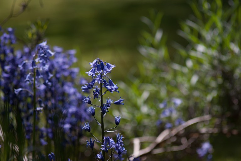 Lens Love #4 – Carl Zeiss Jena DDR Sonnar 135mm f/3.5 M42 – 35hunter