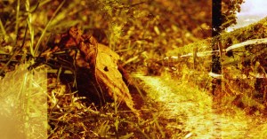 Redscale Film – How To Make And Shoot Your Own – 35hunter