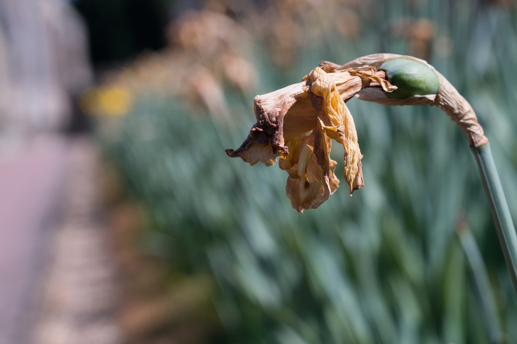 How To Get Up Close And Intimate (Part IV) – Dedicated Macro Lenses ...