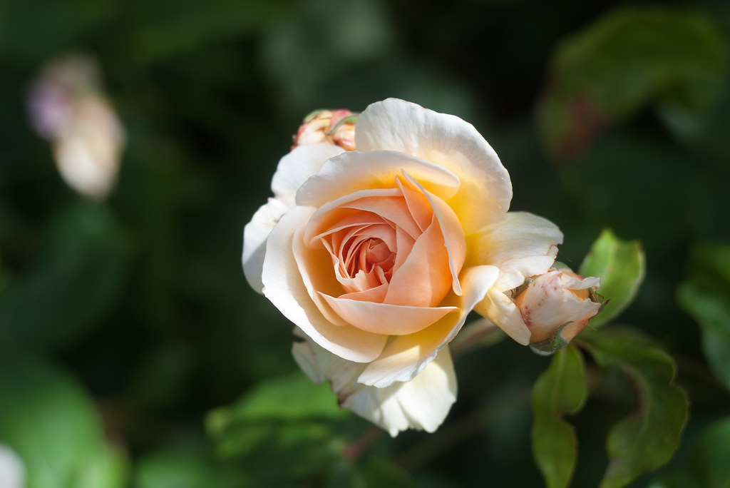 Which Helios 44 Lens To Buy (And Why You Need One) – 35hunter